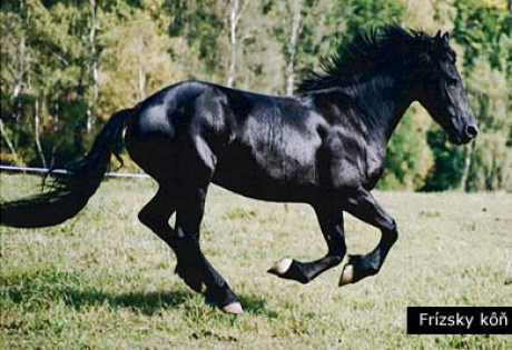 Život koní - Fotoalbum - Frízske kone - Frízske kone - friszkykon.jpg